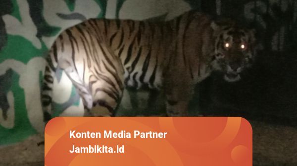 Mangsa Ternak Warga, Seekor Harimau Masuk Perangkap di Jambi | kumparan.com Mangsa Ternak Warga, Seekor Harimau Masuk Perangkap di Jambi | kumparan.com